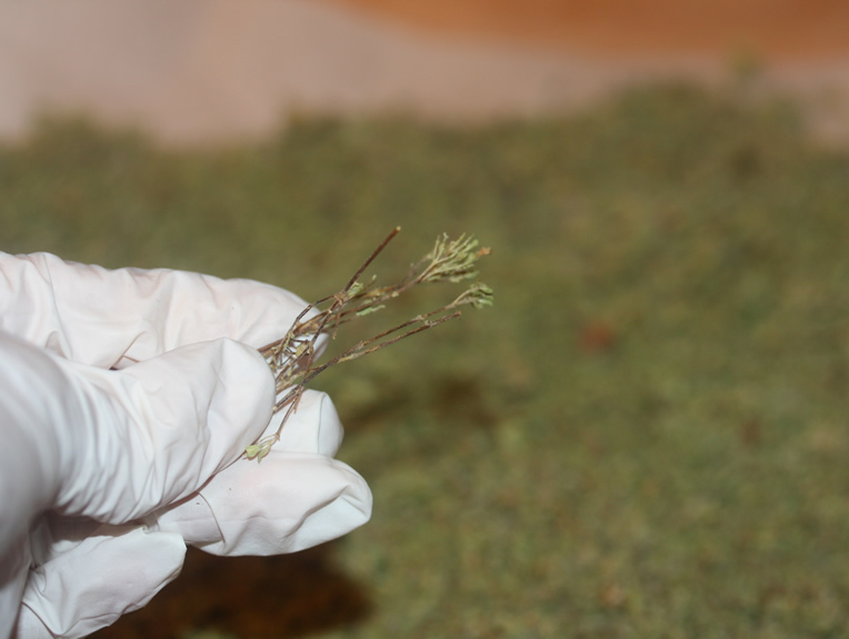 Cimbru si oregano uscat