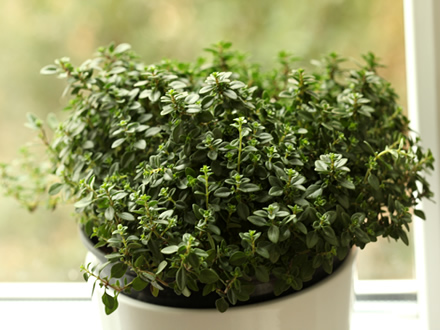 Cimbru si oregano uscat